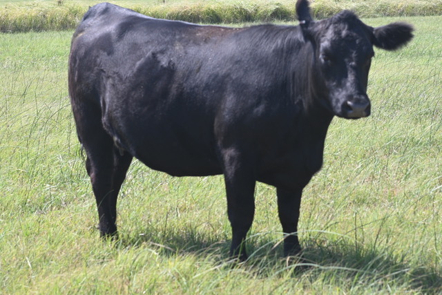 Contact Us - Cornwell Beef